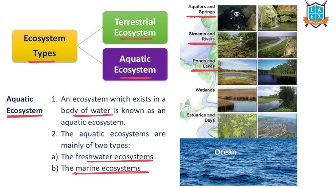 Types Of Terrestrial Ecosystems