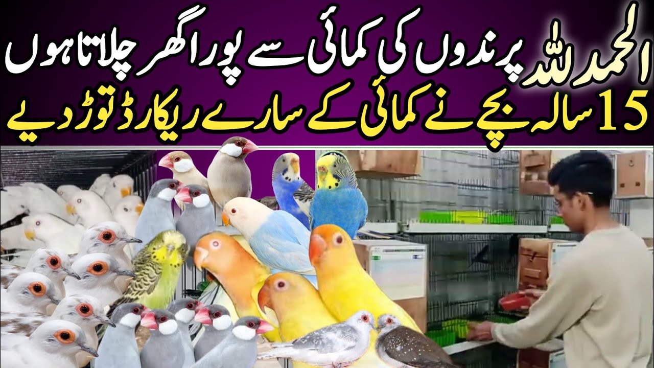 How To Start Birds Farming In Pakistan | Visit Birds Breeding Setup ...