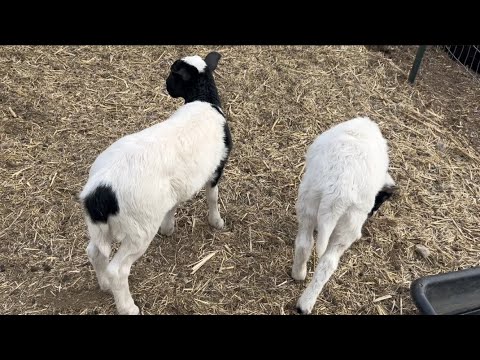 Farm Clips - YouTube