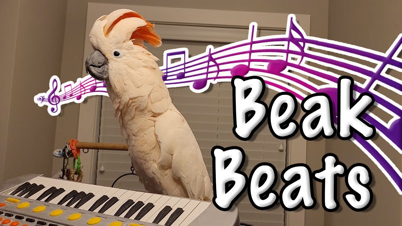 How Max the Cockatoo Composes Catchy Tunes on a Keyboard! 🎶🦜 Original ...