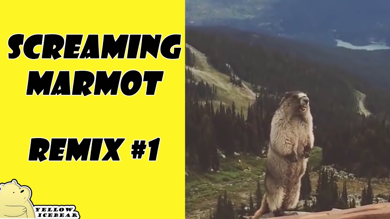 Screaming Marmot - Remix Compilation #1 - YouTube