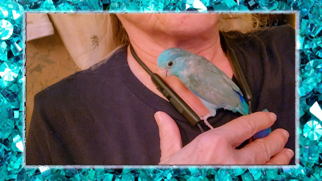 Anna's Cobalt Male Parrotlet by Fly Babies Aviary - YouTube