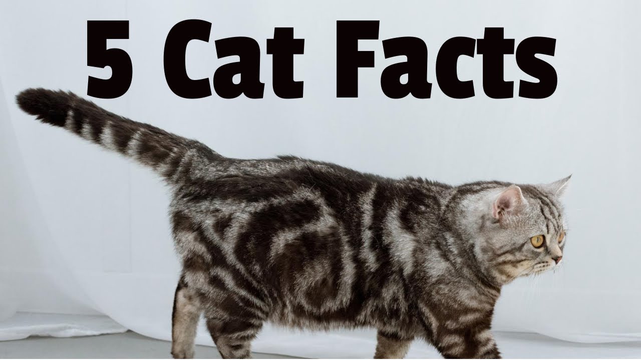 5 Facts About Cats - YouTube