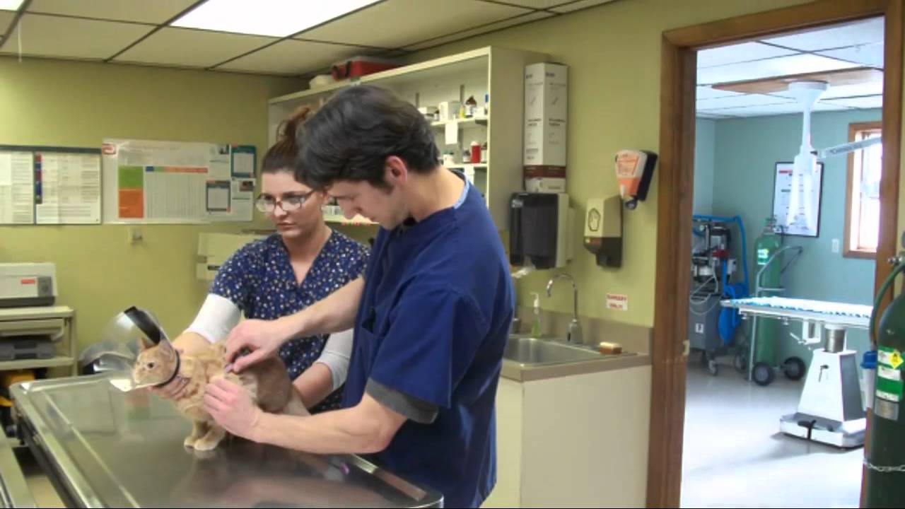 Welcome to Green Valley Vet Hospital - YouTube