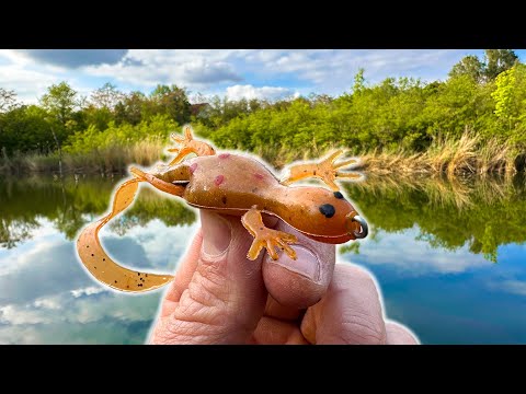 ROOFVIS VANGEN MET EEN SALAMANDER ALS AAS?!🤔