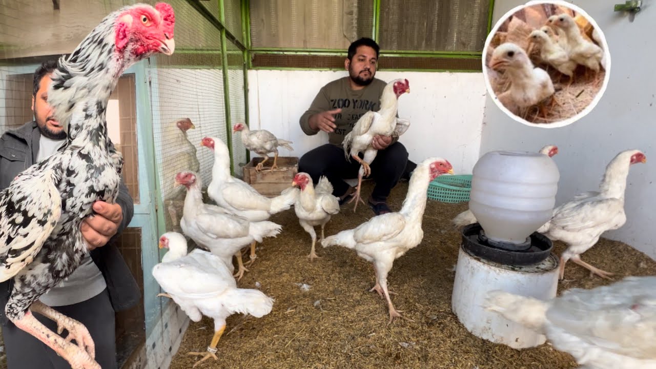 New Shamo lay Aya, Start Now White king Shamo Farming in Pakistan, Hen ...