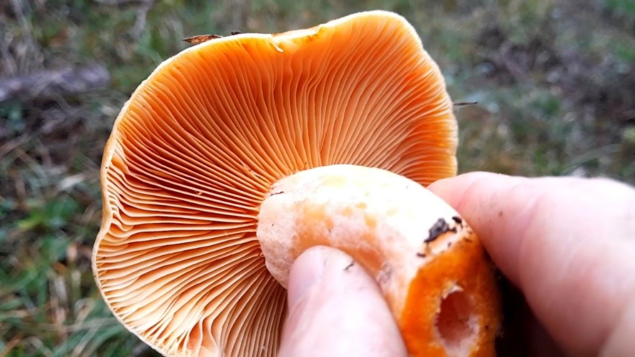 KANLICA MANTAR'LARIMIZ HALEN ÇOK TAZE VE BEREKETLİ=BOLU - YouTube