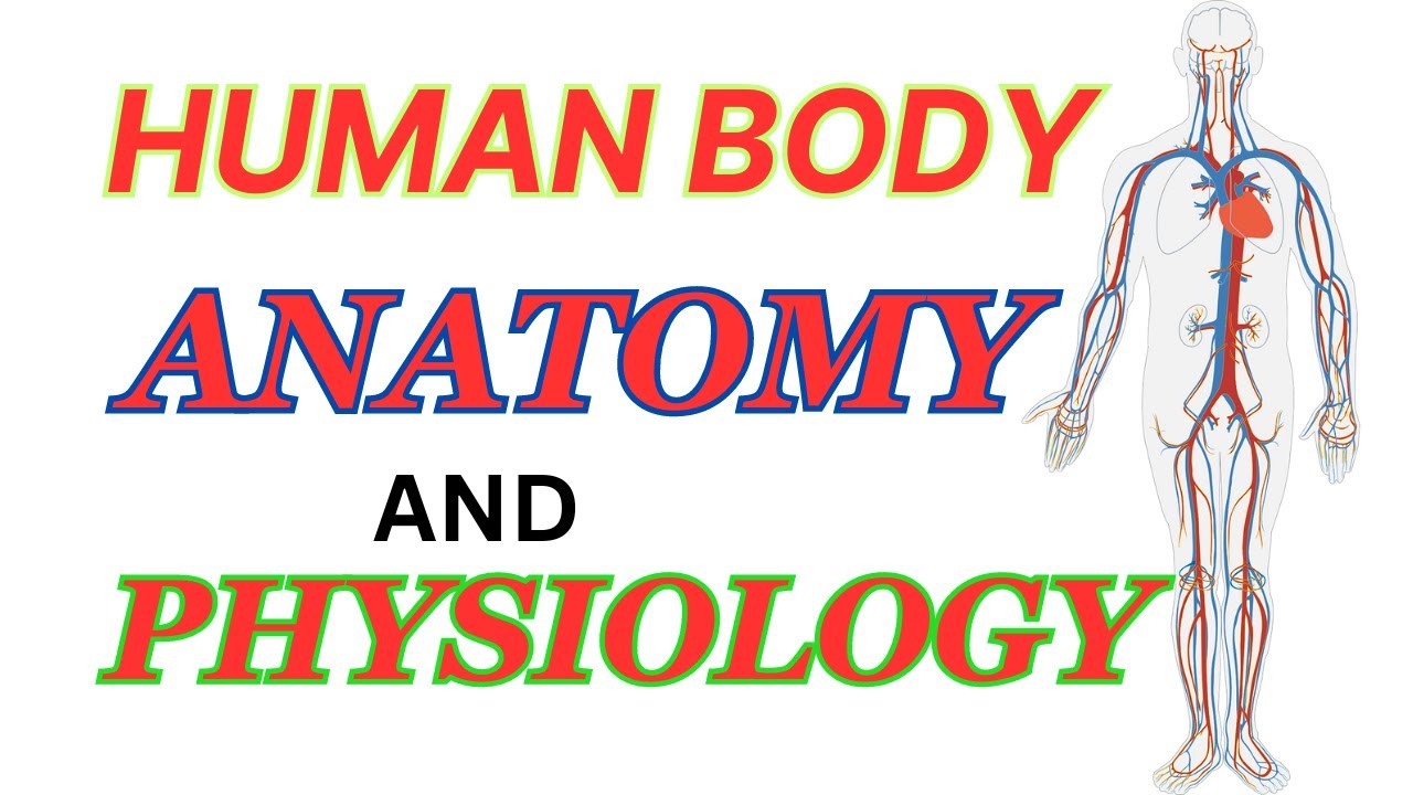 Basic anatomy and physiology of the human body | major organ functions ...
