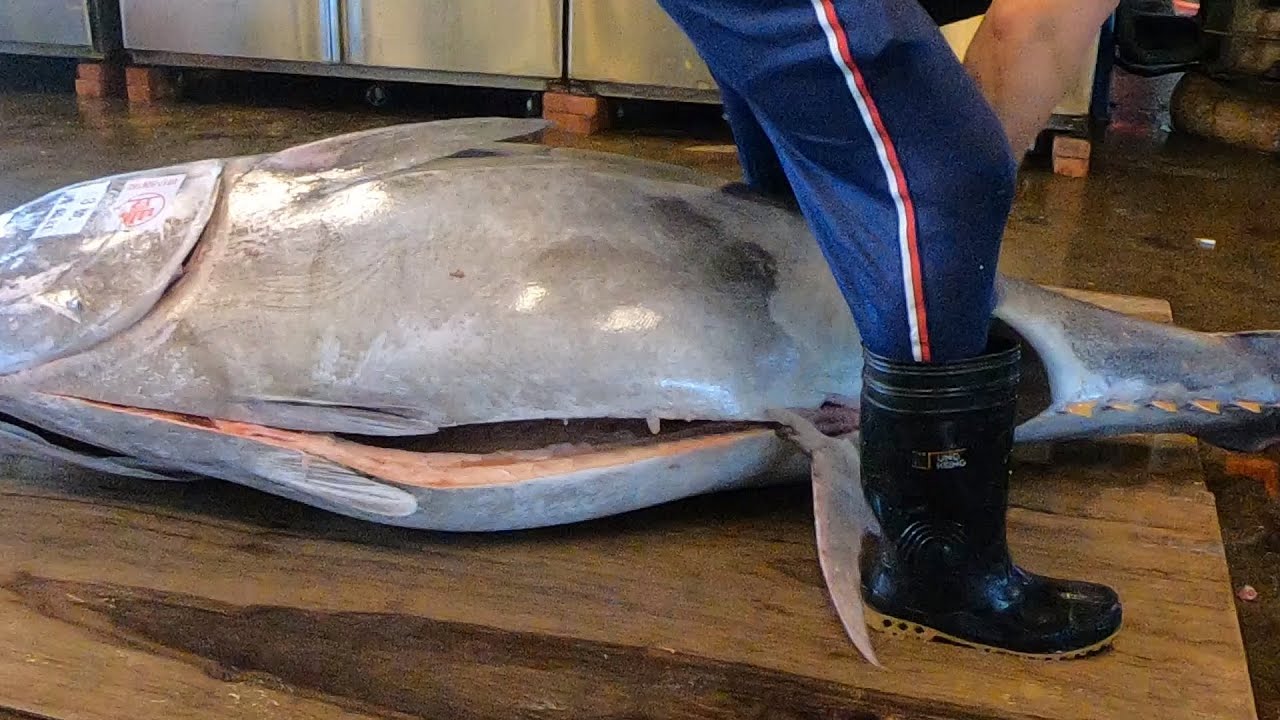 457kg Bluefin Tuna Precision Cutting in 3 Minutes - YouTube