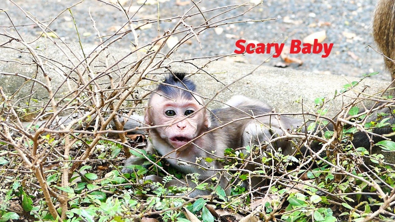 Oh Scary Baby Monkey!, Sario Gets Scared When Mother Shaking Her Body ...