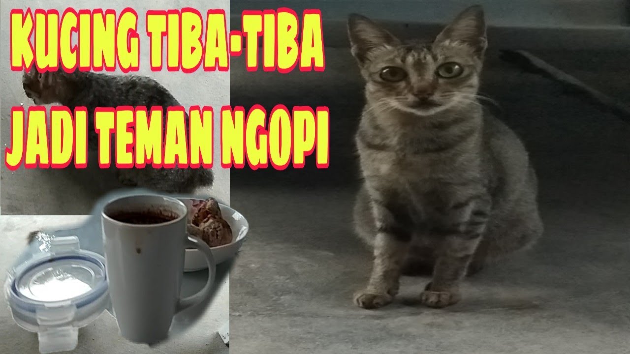 NGOPI BERSAMA KUCING - YouTube