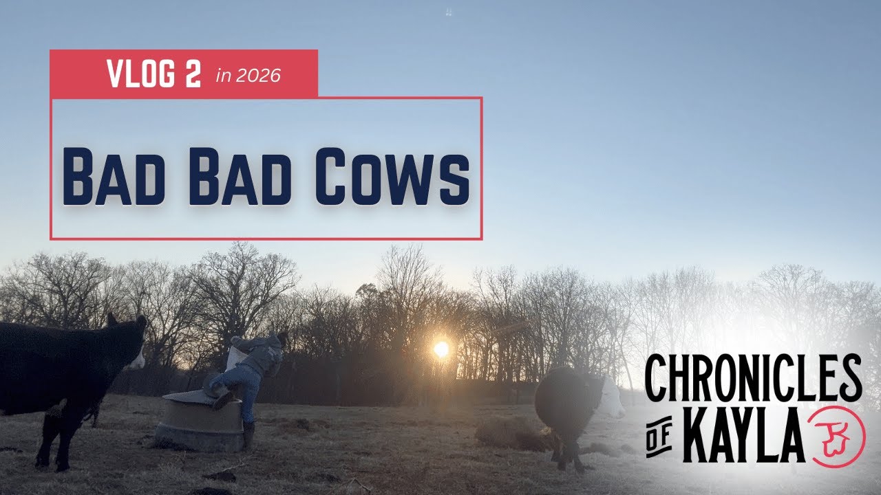 Bad Bad Cows!! They Escaped paddocks | Feeding. Chatting. Giving ...