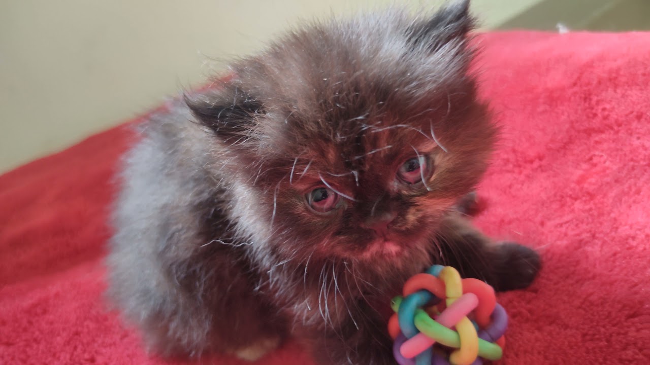 Persian Female semi punch kitten available -7720083228|:)Animale Lovers ...