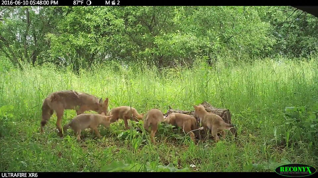 Amazing Video of Wild Coyote Pups and Mom with Reconyx - YouTube