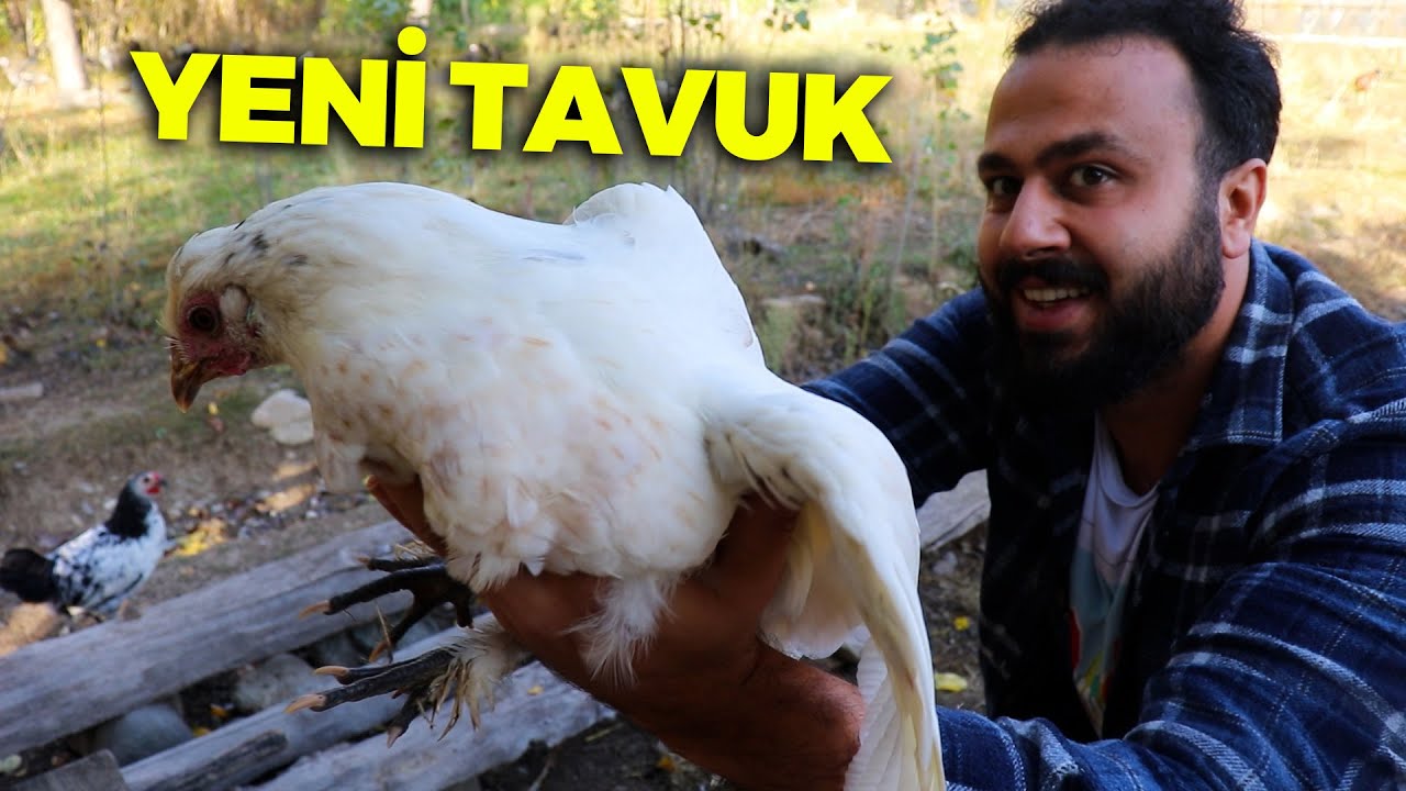 Yeni Tavuk Buldum ! Tavşan Kümeslerini Temizledim - Civcivler Çıktı ...