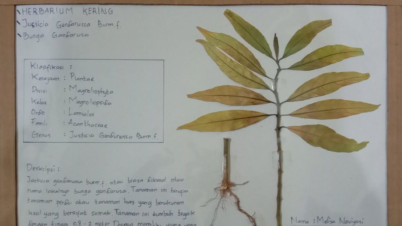 Pembuatan Herbarium Kering Bunga Gandarusa Albino (Pengelolaan ...