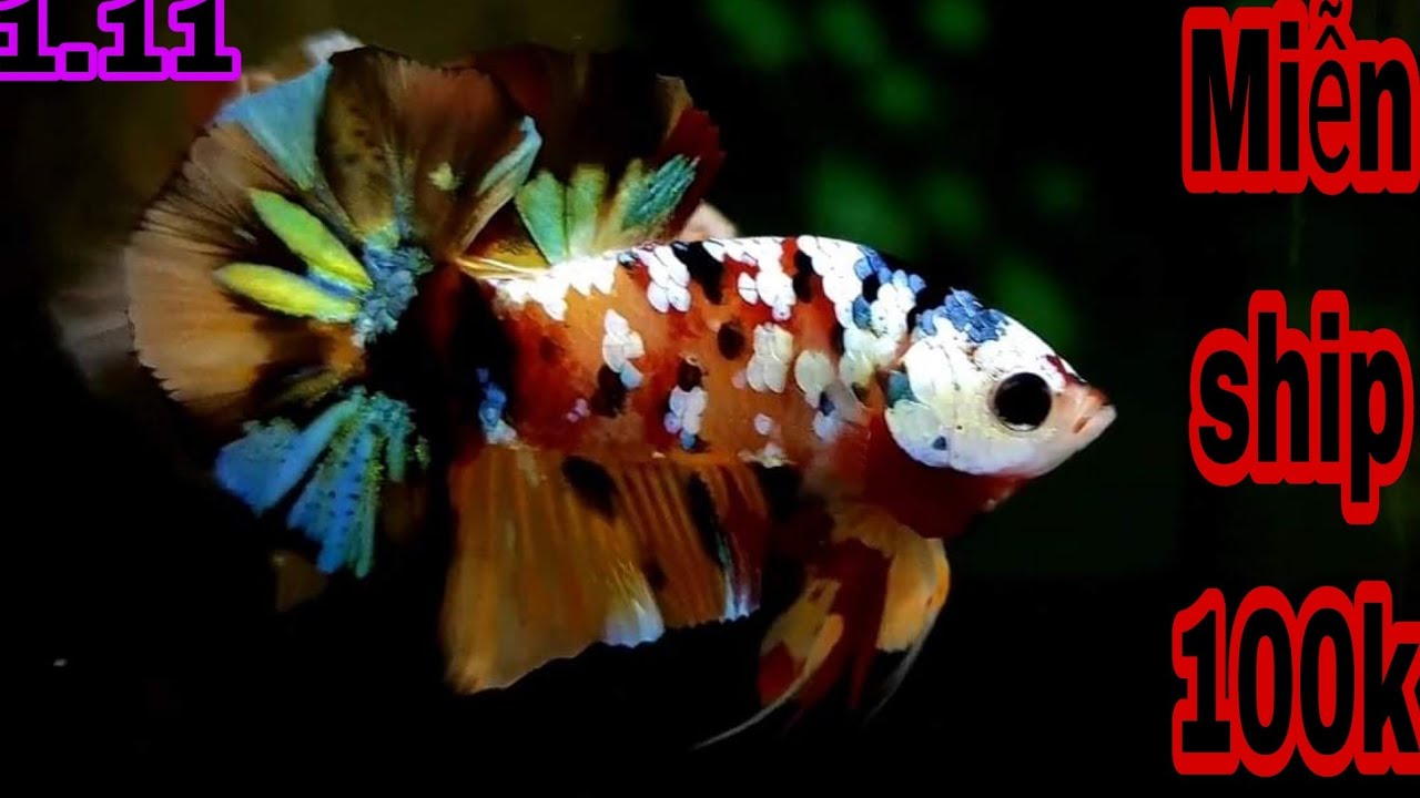 Đợt cá 1.11 Koi red copper red fancy giá rẽ Miễn ship 100k - YouTube