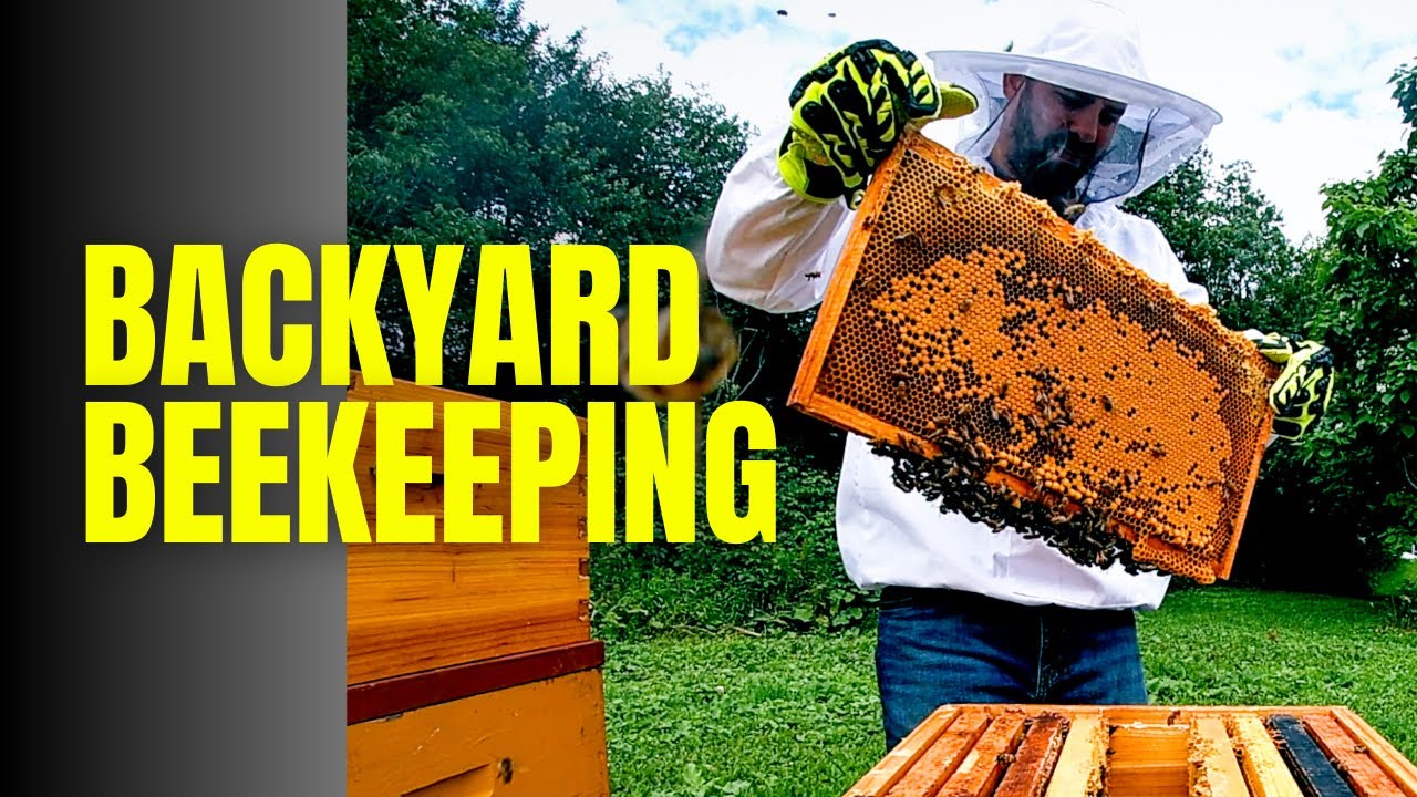 Uncover the Secrets of the Hive: Get a Peek Inside Beekeeping! - YouTube