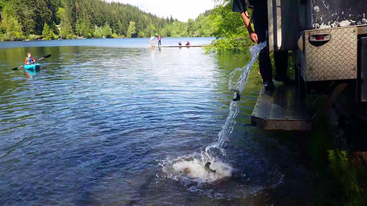Stocking Toad Lake Bellingham Whatcom County - 1,000 Rainbow Trout ...