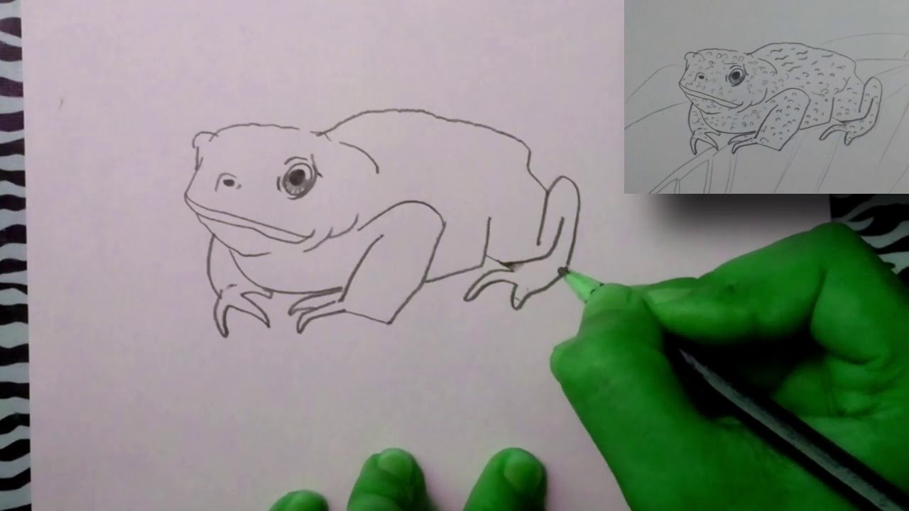 Como dibujar un SAPO ? | How to draw a TOAD? | HD - YouTube