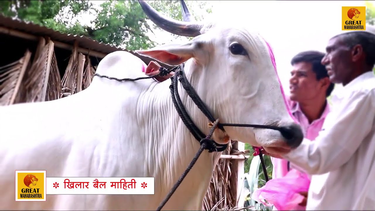 खिलार बैल कसा असावा माहिती व मार्गदर्शन | khilar maharashtrachi Shaan ...