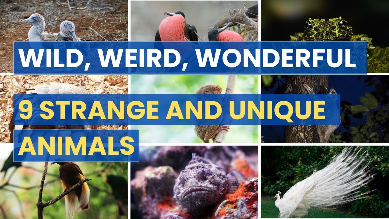 Weirdest Endangered Species Top 10 New Species Of 2024