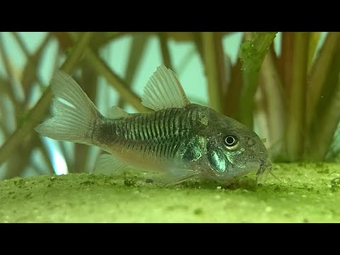Cory catfish digging in the sand! - YouTube