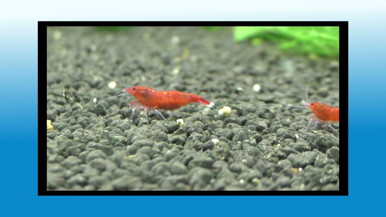 Аквариумная креветка Руби Ред Экстрим Aquarium shrimp Ruby Red Extreme ...