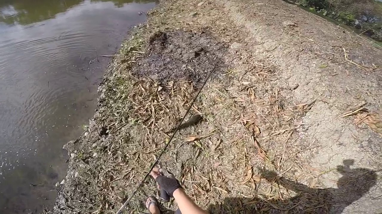 Snakehead fishing Philippines (Smith Potofu) - YouTube