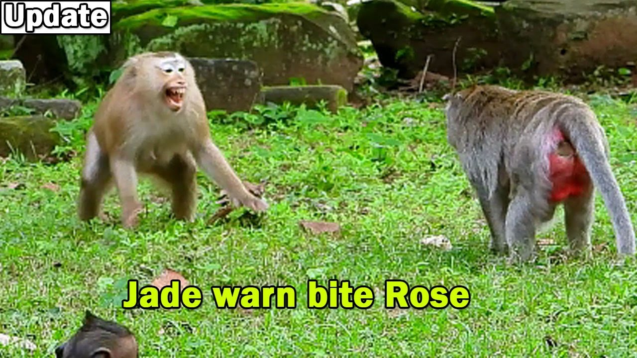 Monkey Rose got seriously follow attacking by naughty monkey Jade/ Rose ...