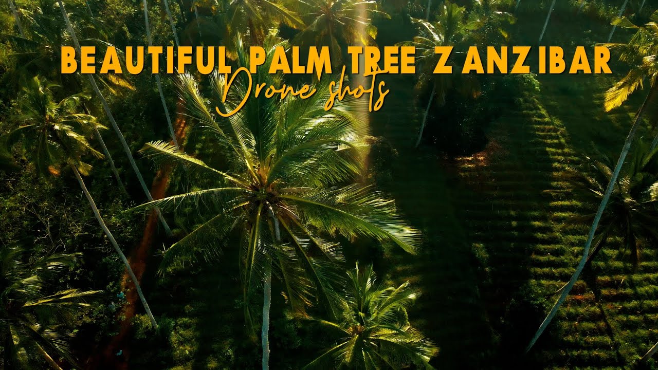 Ariel Shots for beautiful palm trees in Zanzibar || 2k drone shots ...
