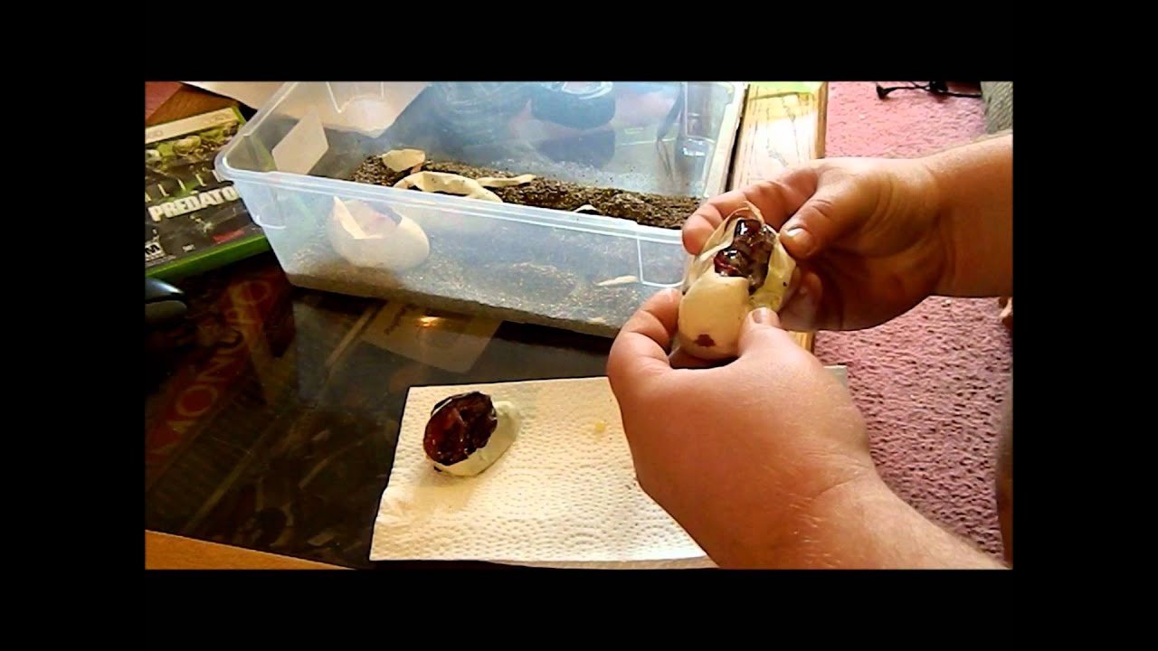 What was in the dead eggs - YouTube