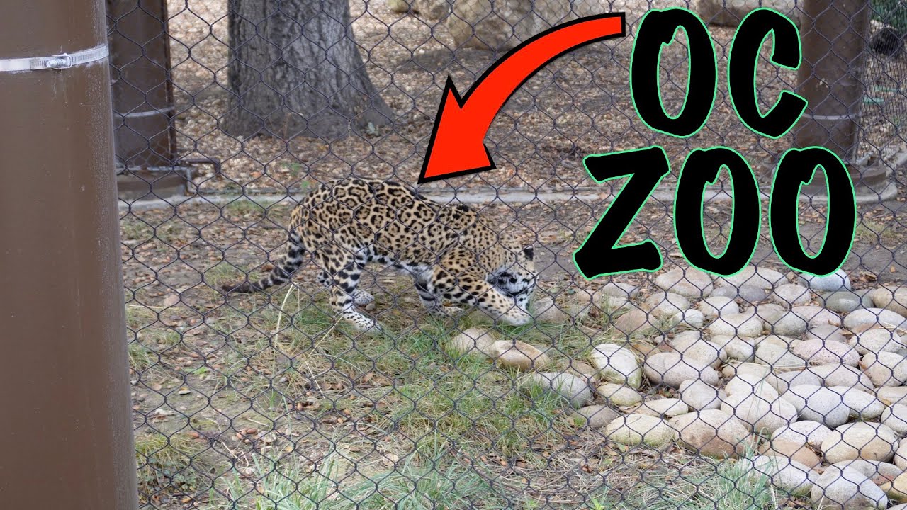 OC ZOO ORANGE COUNTY ZOO in CALIFORNIA - YouTube