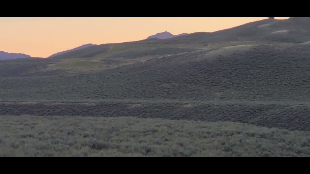 Wolves chasing Elk August 22, 2022 Hayden Valley Yellowstone National ...