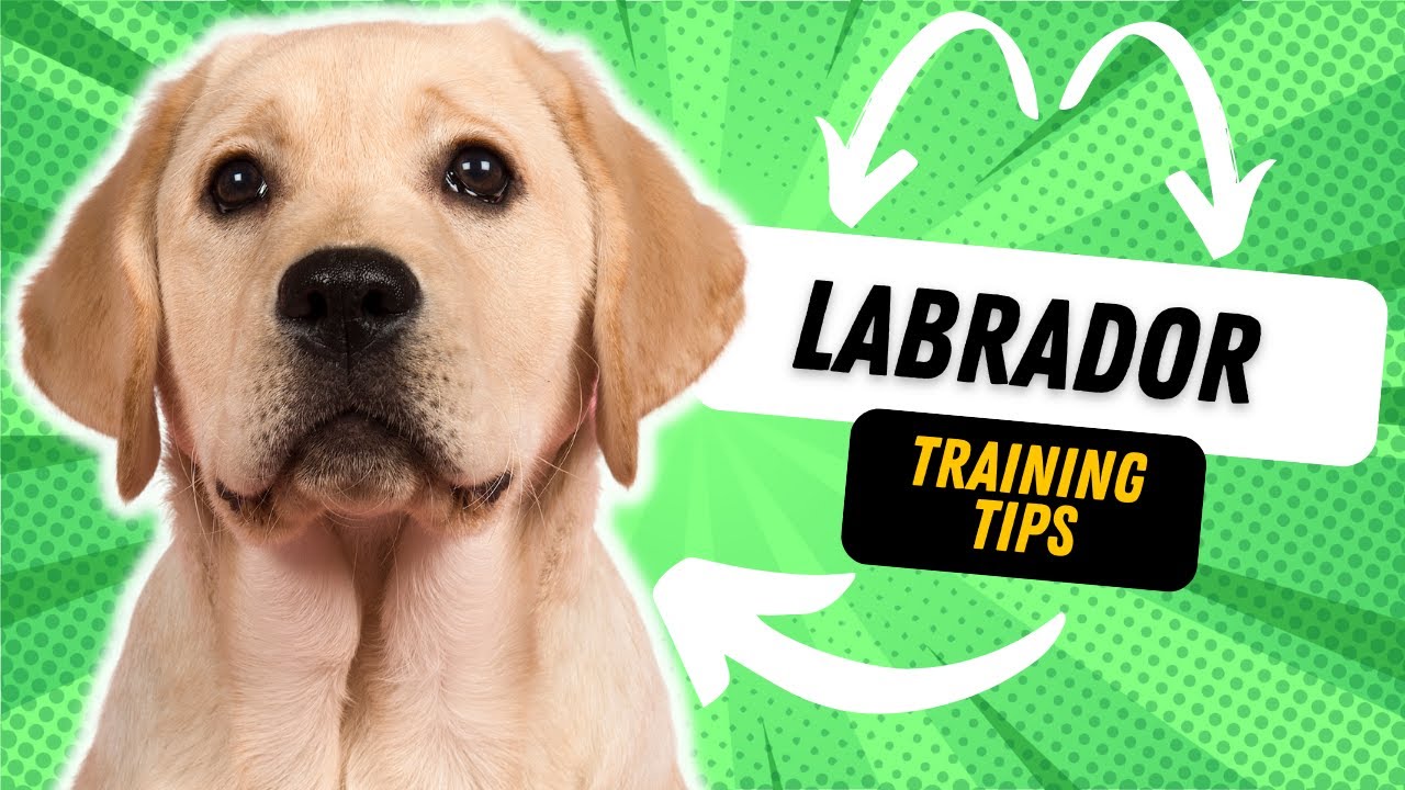 TRAINING TIPS YOU DIDN'T KNOW YOU NEEDED FOR YOUR LABRADOR - YouTube