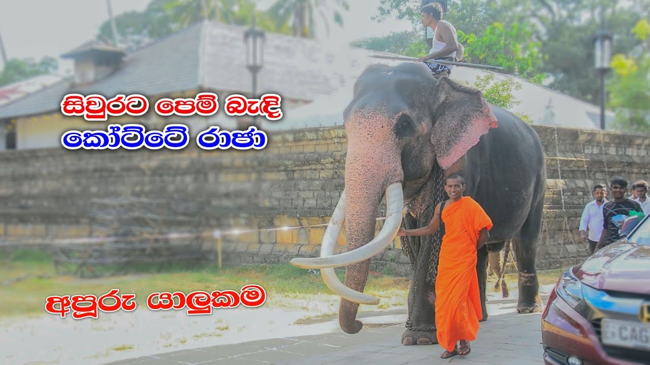 පොඩි හාමුදුරුවෝ එක්ක හැමතැනම යන කොට්ටෙ රාජා | Kotte Raja | Kandy Esala ...