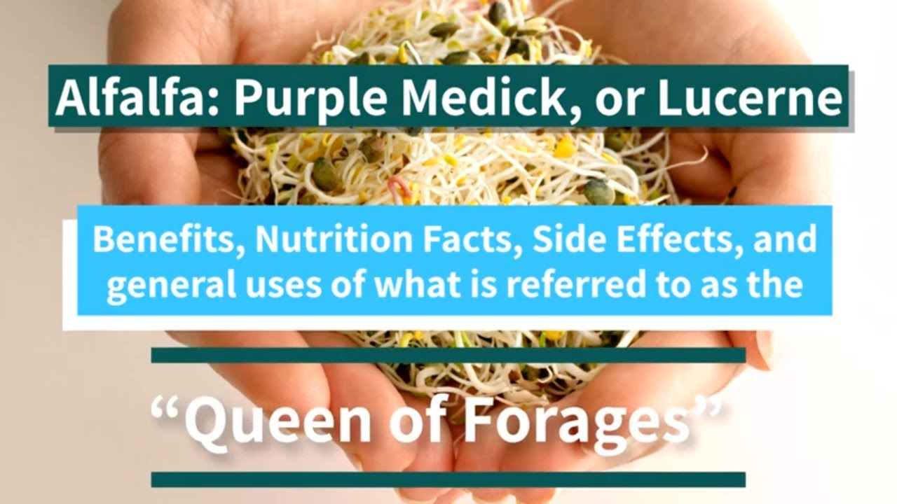 Alfalfa Seeds, Plant, Sprouts: Nutrition Facts, Health Benefits, Side ...