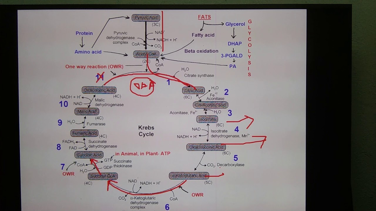 RESPIRATION PART 8 : TCA or CREB CYCLE: BENGALI : CONTACT : 6295011700 ...