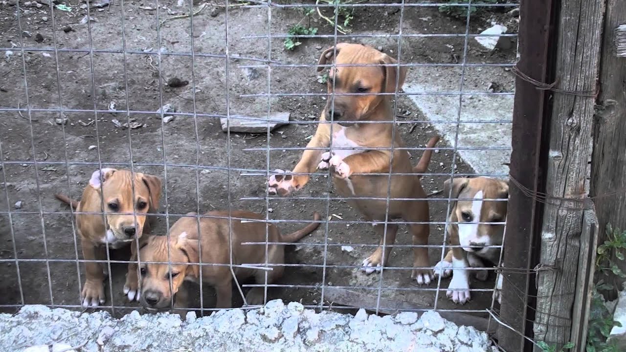 Patrick/Sorrell ,,puppies - YouTube