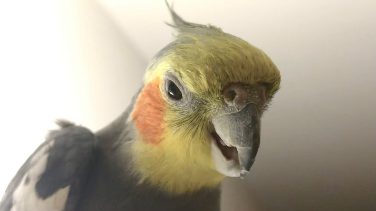 Squeaking Cockatiel Part 2 - YouTube