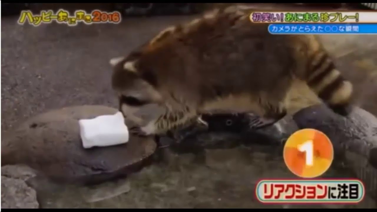 El mapache y el algodon de azucar lo mas triste que veras hoy :c - YouTube