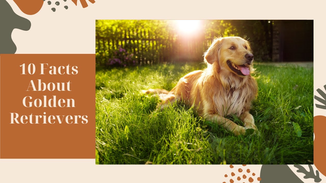 10 Facts About Golden Retrievers - YouTube