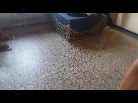 خيارة جميلة