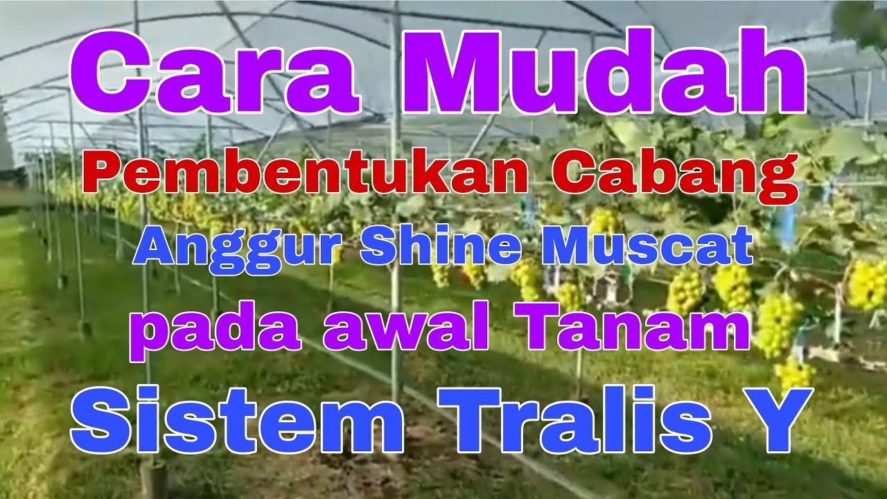 Pembentukan Cabang Single Cordon Pohon Anggur sistem Tralis - YouTube