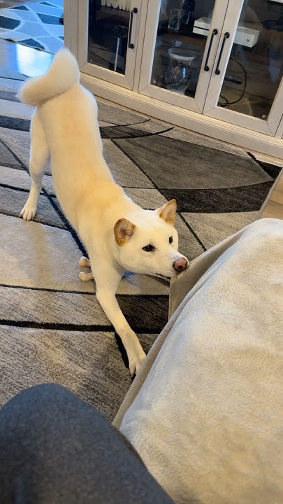 Shiba Inu says don’t mess with me - YouTube