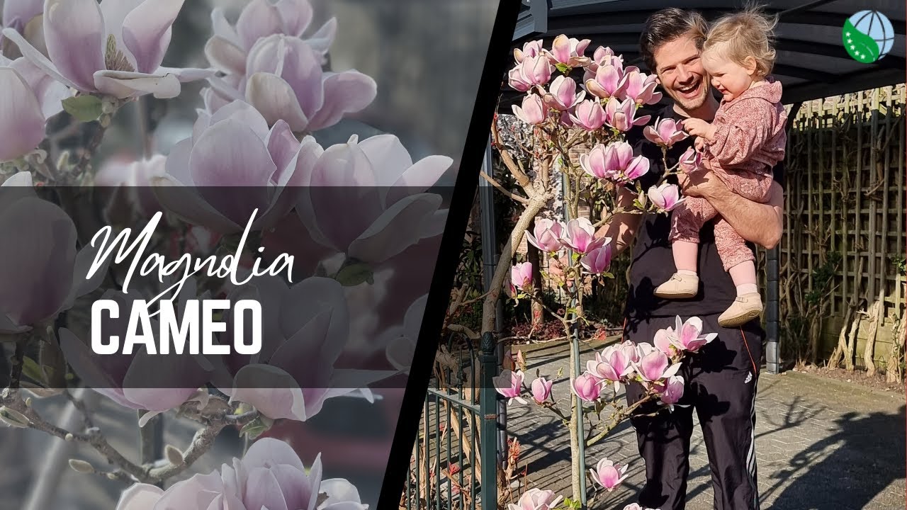 4-year-old Magnolia Cameo by Vance Hooper - YouTube