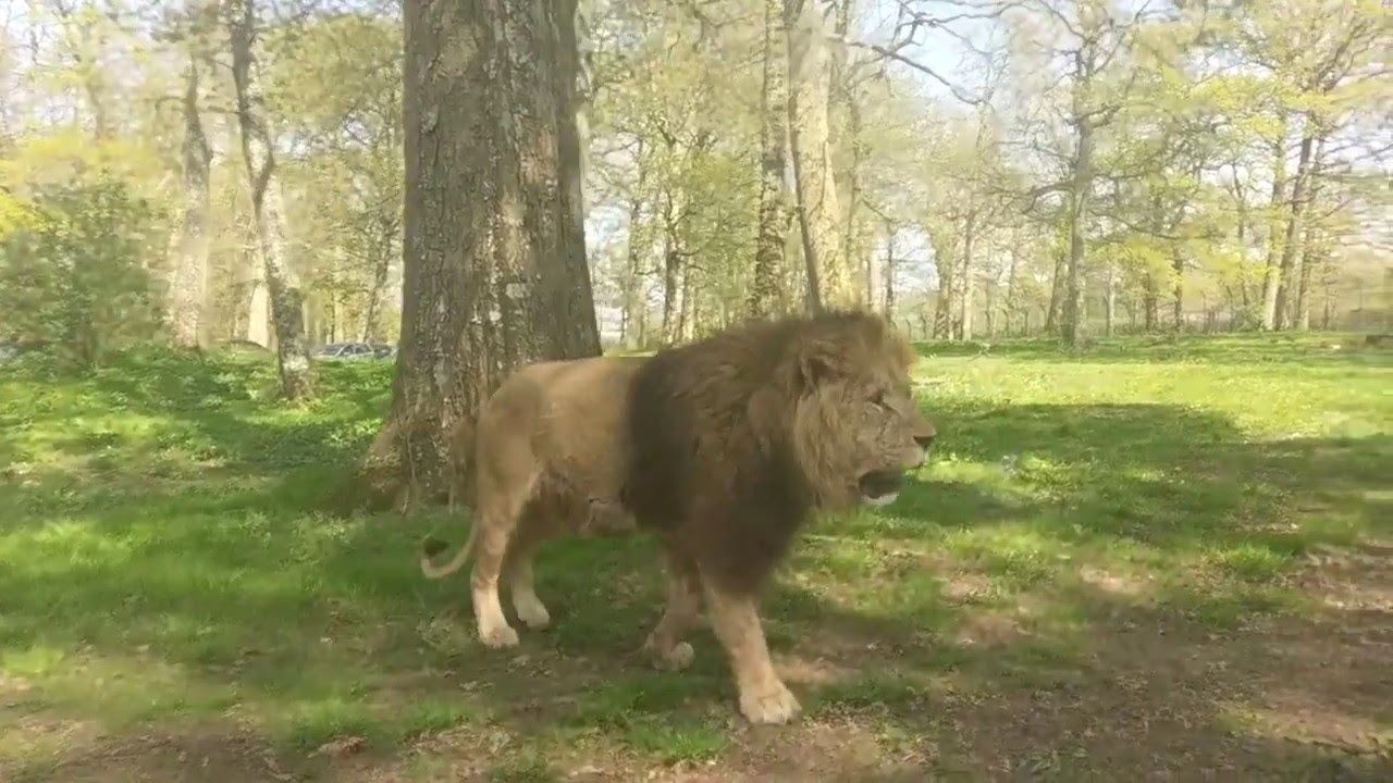 Lion getting a little too close to the car at Longleat Safari Park ...