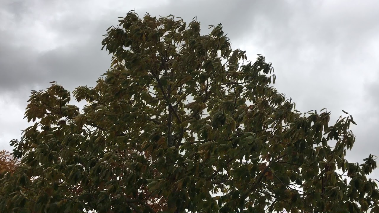 Sweet Chestnut - crown - November 2018 - YouTube