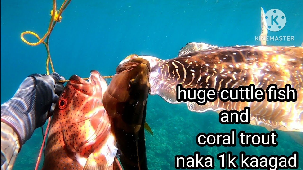 saglit na pamamana nabiyayaan kaagad ng huge cuttle fish at lapu lapu ...