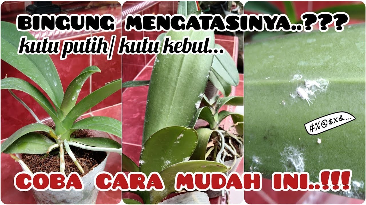 CARA MENGATASI KUTU PUTIH PADA ANGGREK..!! DENGAN BAHAN - BAHAN RUMAHAN ...